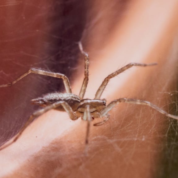 Twelve tips to deter spiders from your home | Ageas - Ageas