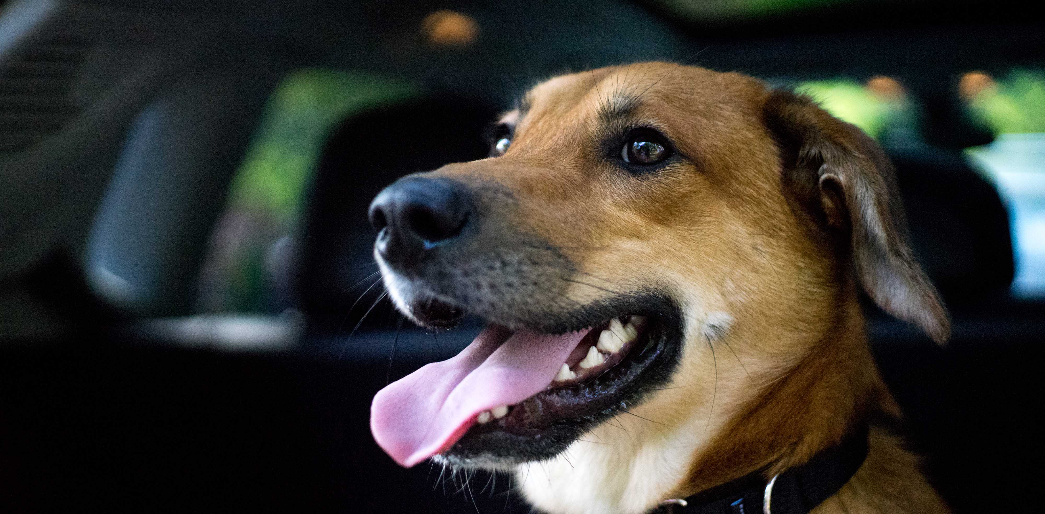 How to keep your dog happy and calm in the car - Ageas How to keep your dog happy and calm in the car - Ageas